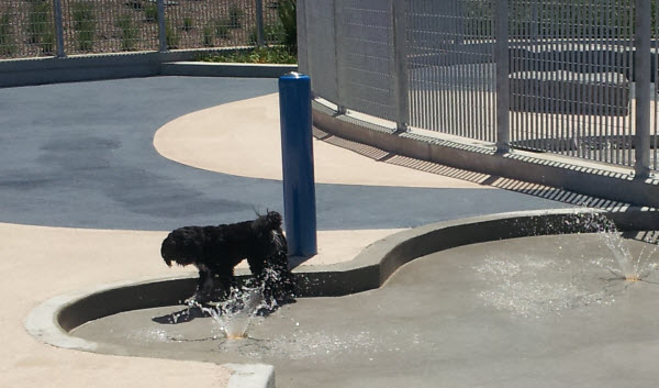 DogSpin takes photos of almost every dog run in Manhattan ...